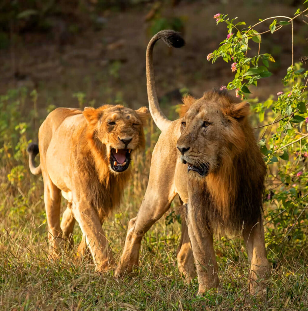 Stay in Sasan Gir | Hotel & Luxury Resort in Sasan Gir – Vanveda Experience